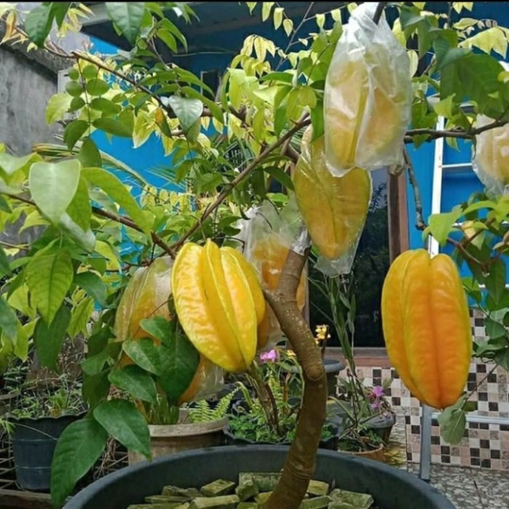 Katalog Tanaman – Agro Bejo Tani