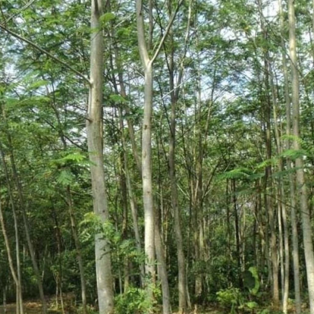 Katalog Tanaman – Agro Bejo Tani